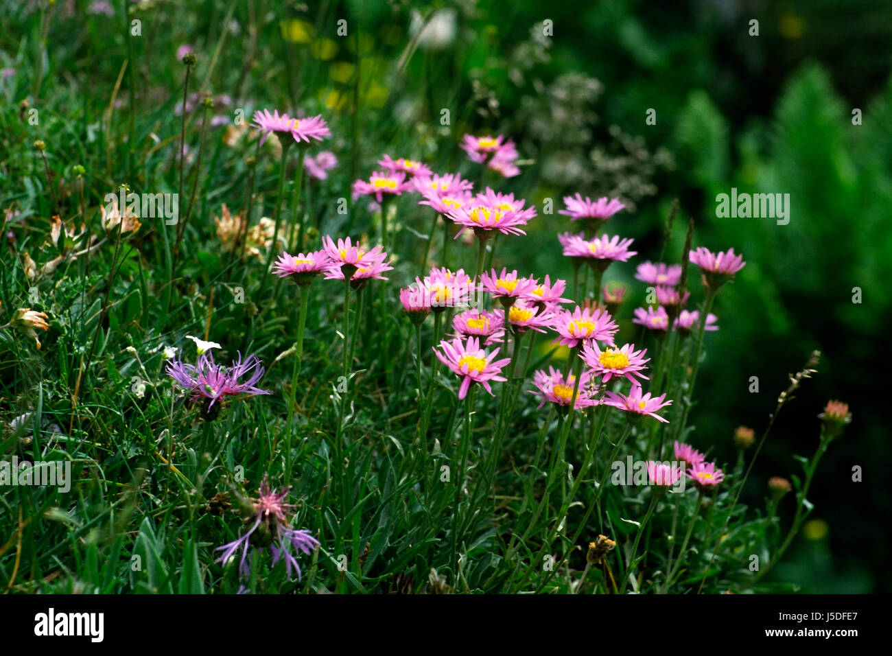 aster alpinus,alpine aster,mountain meadow Stock Photo - Alamy
