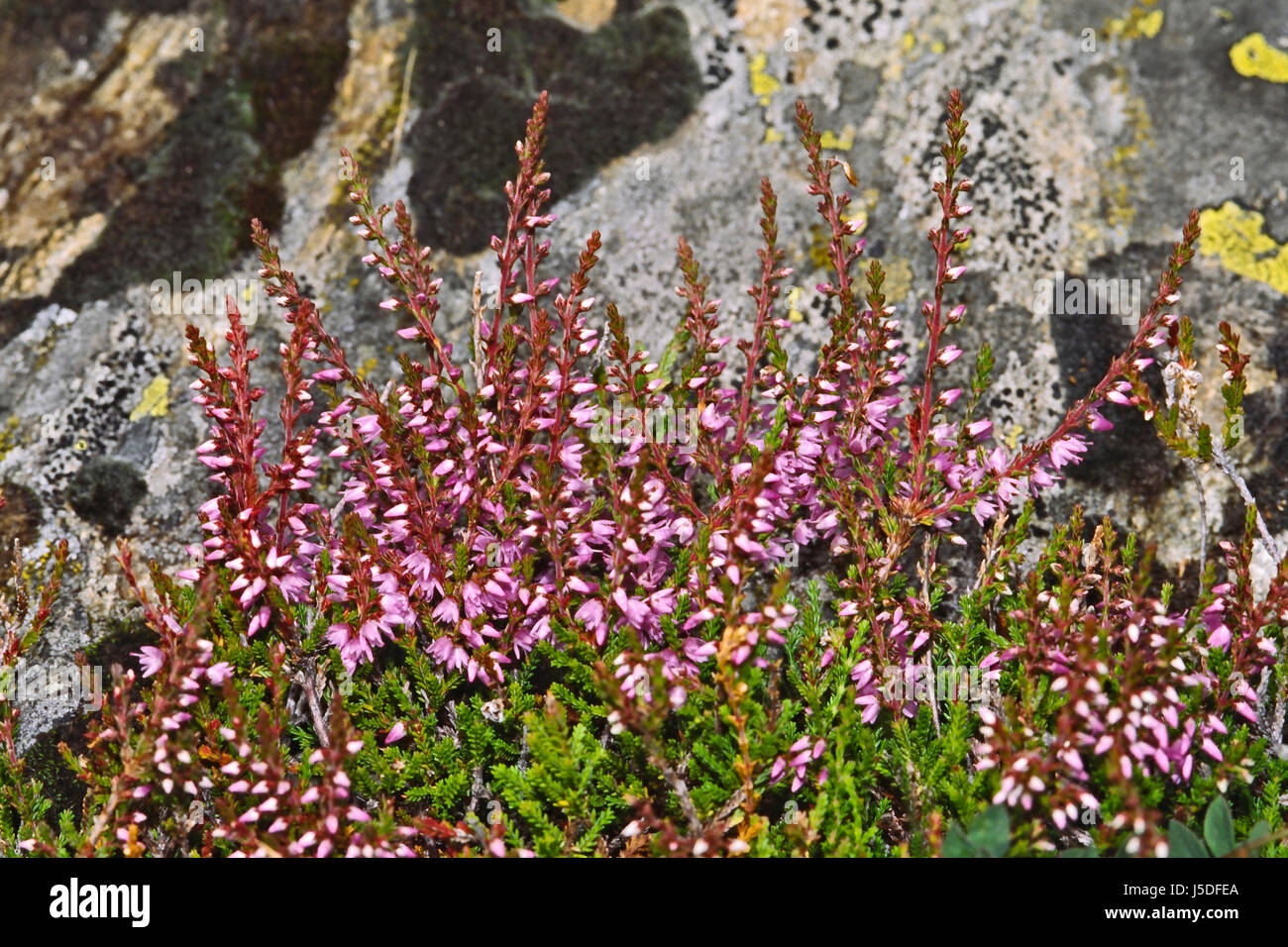 flower flowers plant heath heather red calluna vulgaris besen-heide ...