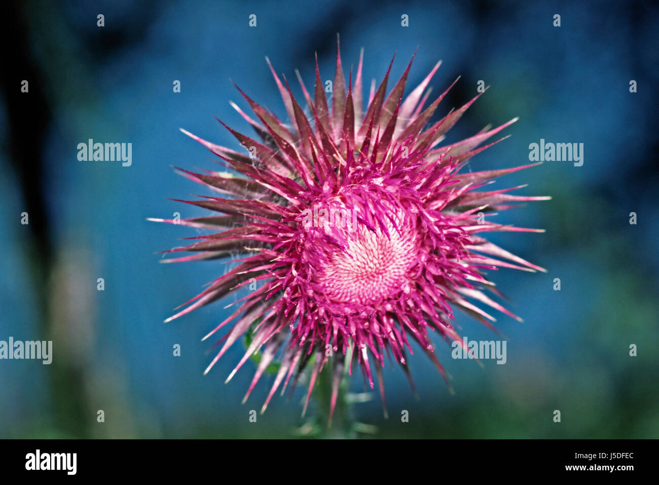 flower flowers plant thistle red carduus nutans nickende distel thistle ...