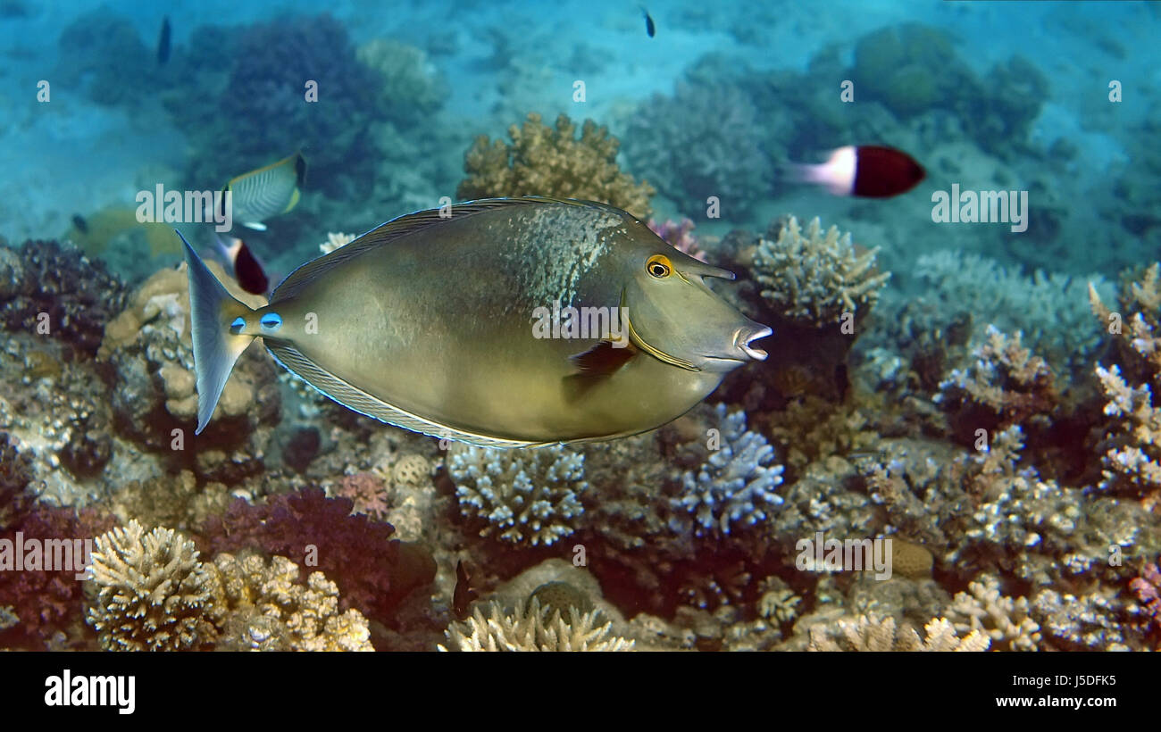 Kurznasen doktorfische hi-res stock photography and images - Alamy