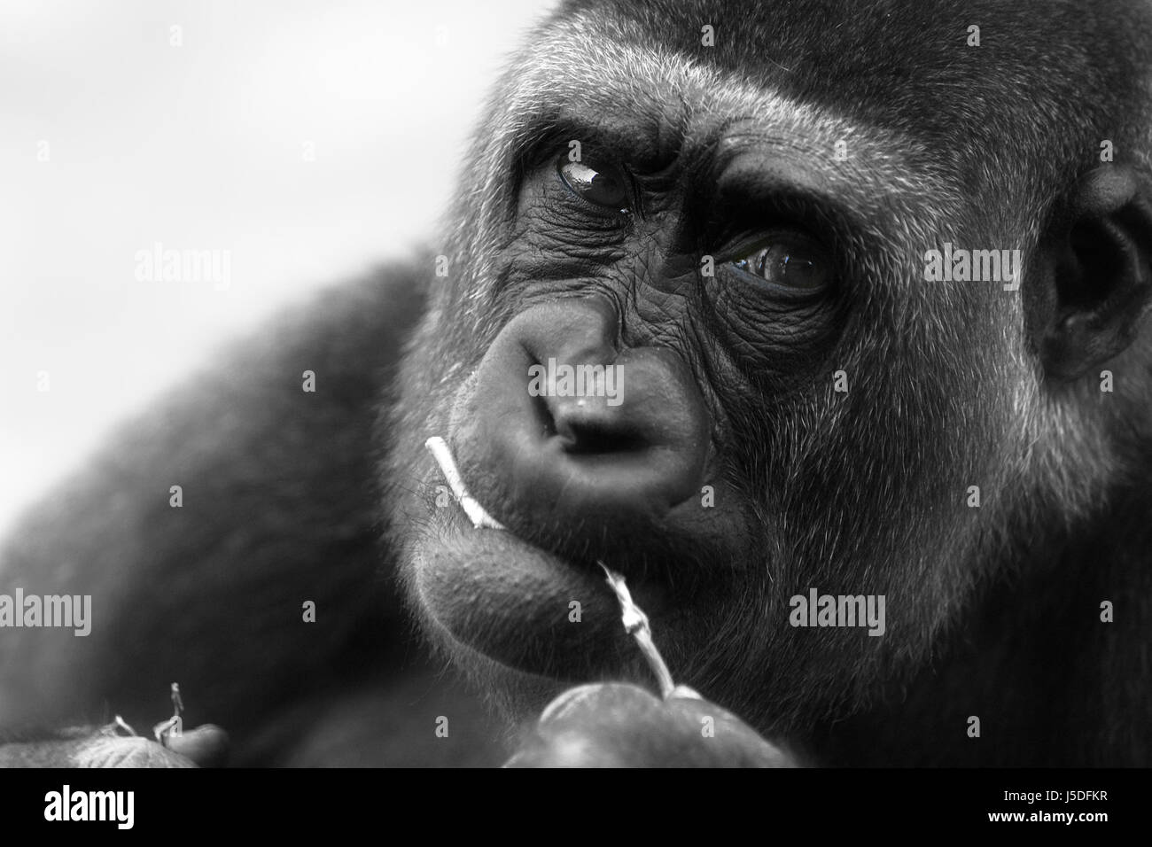 Anthropoid apes Black and White Stock Photos & Images - Alamy