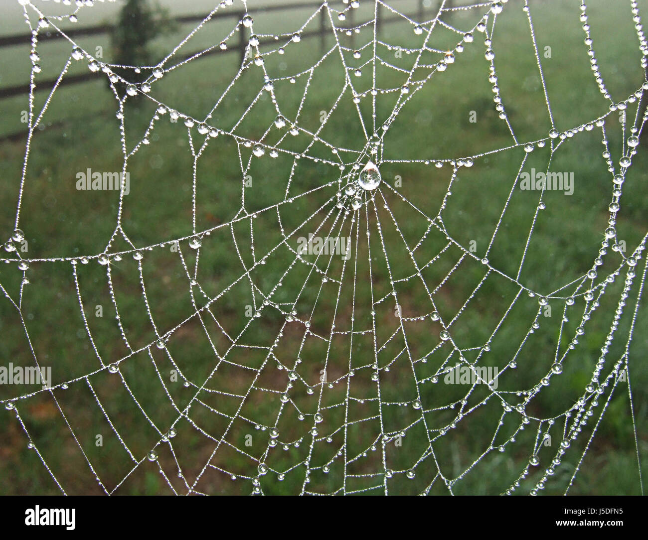 net dew pearls spider webs pearl necklet cobweb water drop waterdrop ...