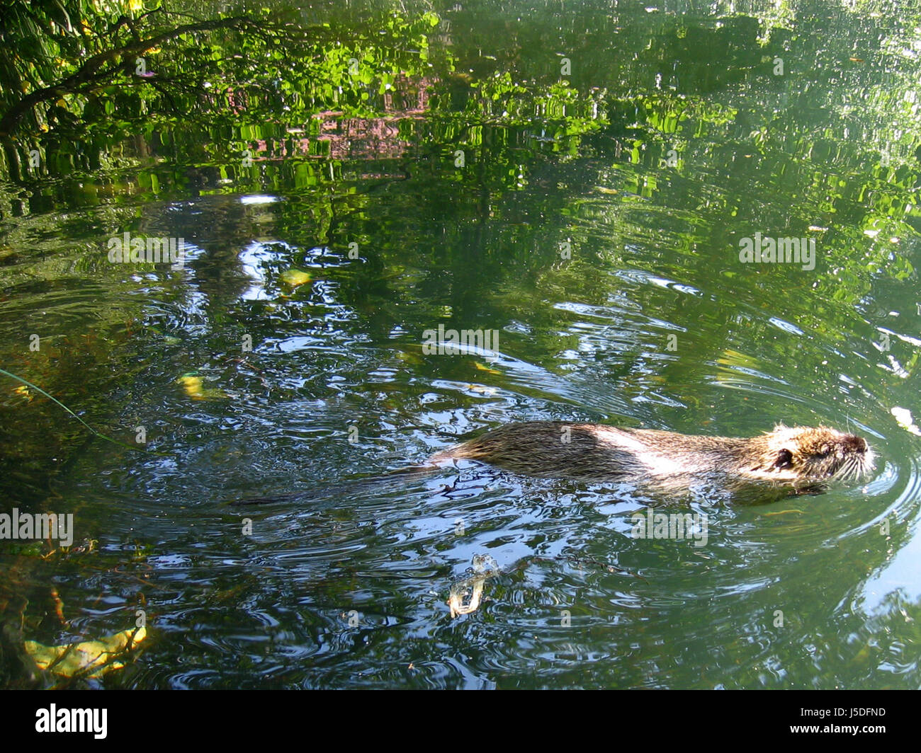 waters rodent refreshment wet beaver fresh water pond water bathing ...