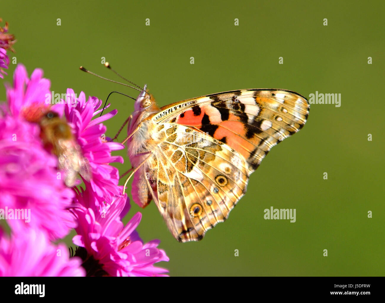 legs animal insect flower plant bloom blossom flourish flourishing ...