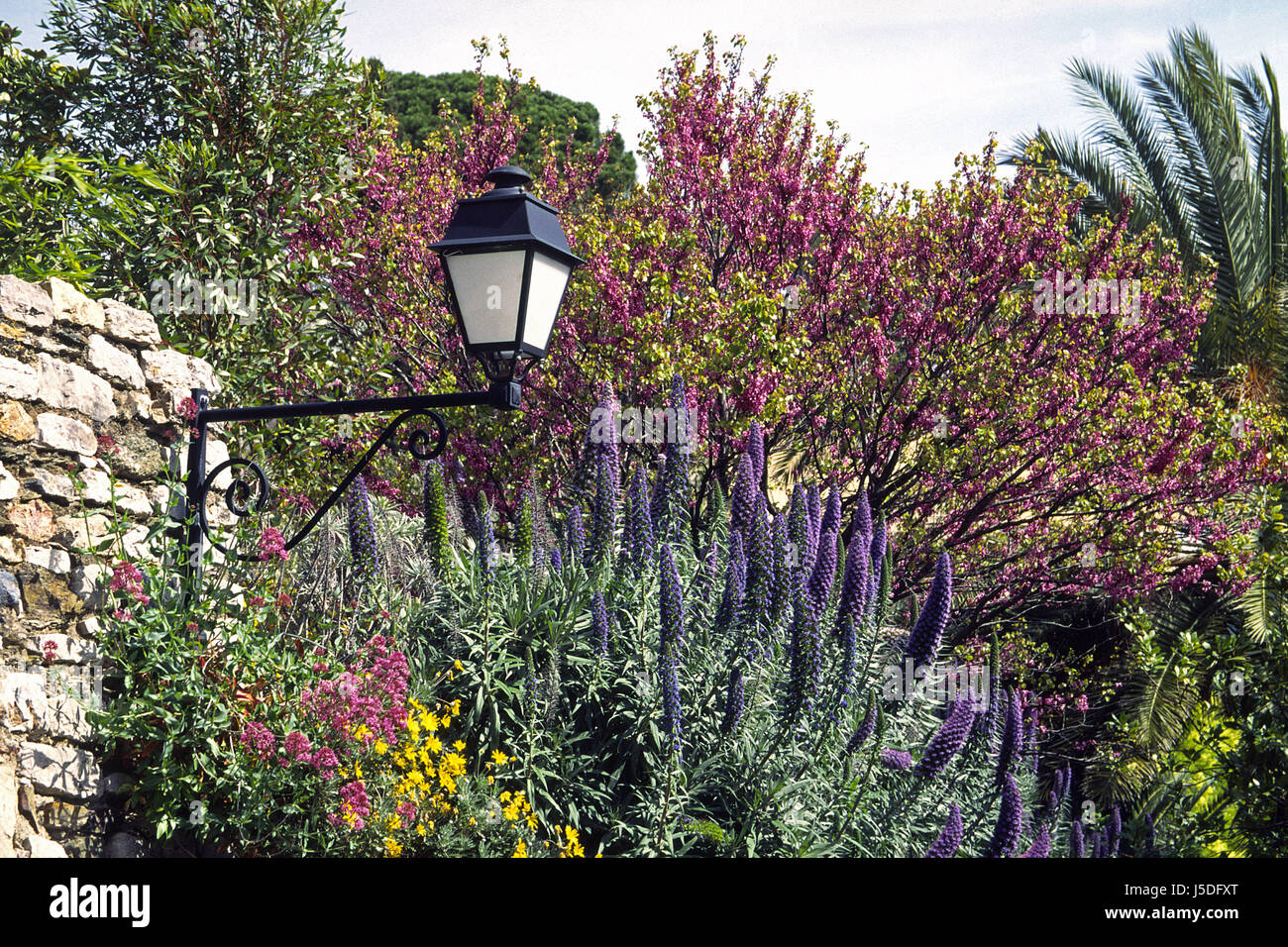 flower flowers plant france parkway lantern shiner light lamp luminary ...