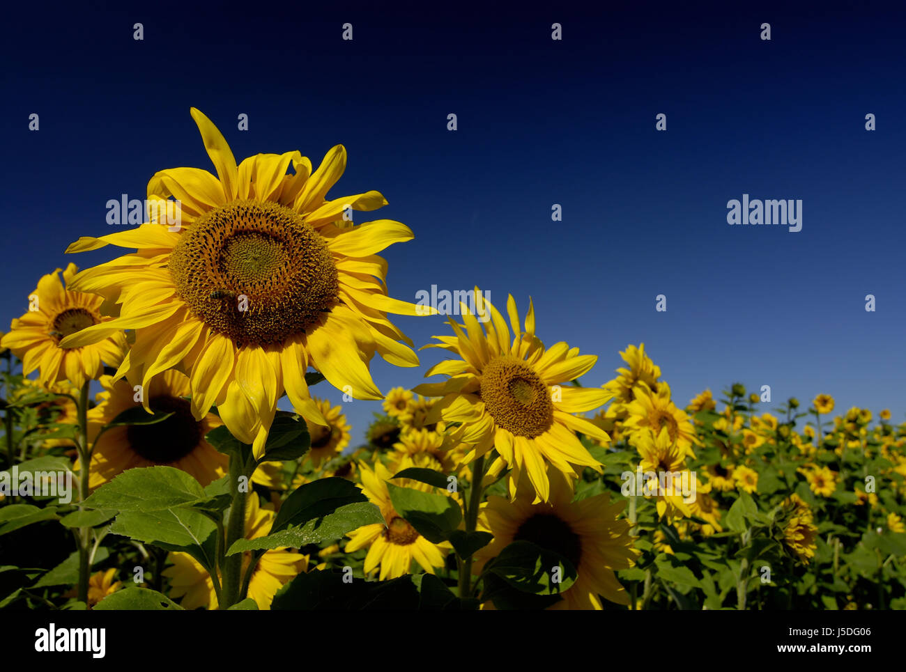 blue plant green flower flowers summer summerly sunflowers yellow nature Stock Photo - Alamy