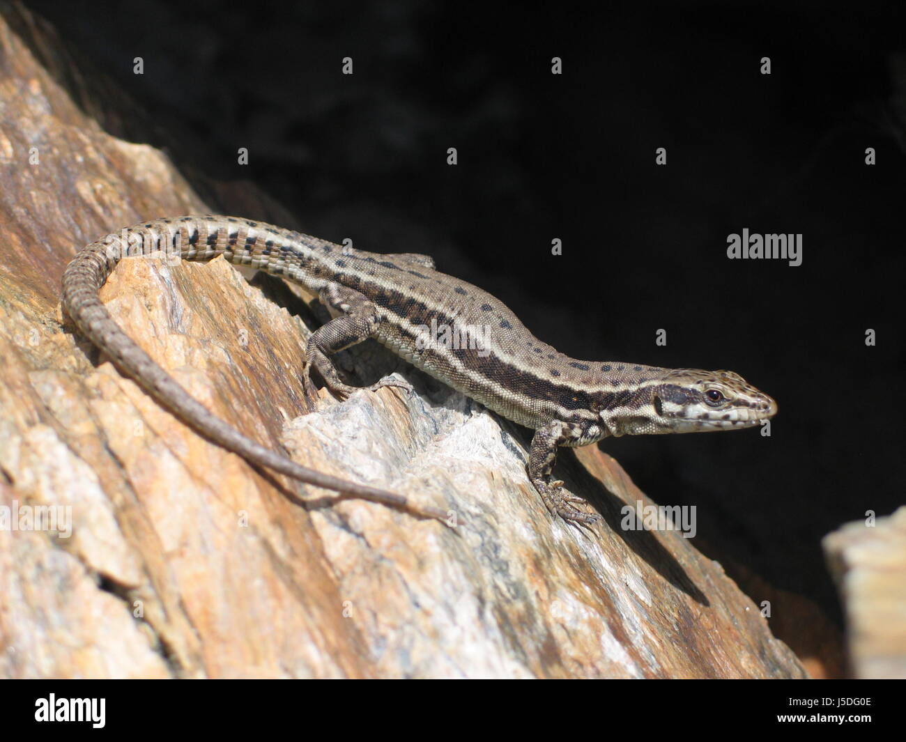 brown brownish brunette lizard saurian eye organ black swarthy jetblack ...