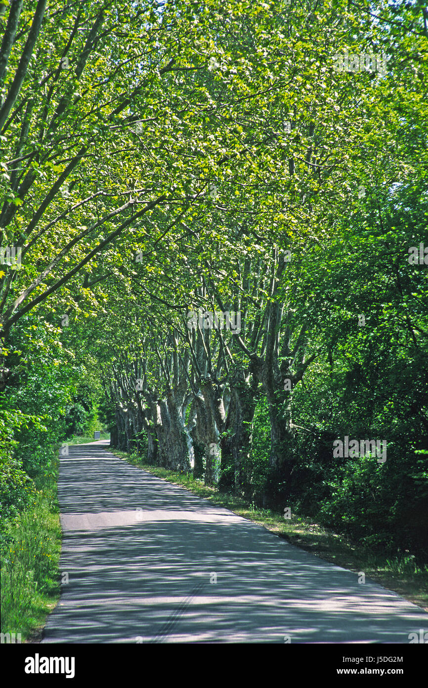tree trees france avenue Southern France sycamore sycamores Provence ...