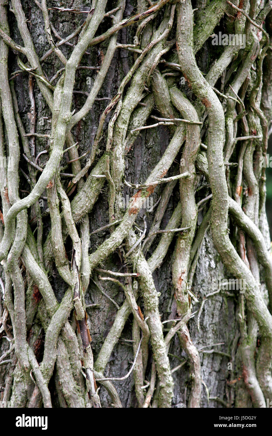 Rankepflanzen hi-res stock photography and images - Alamy