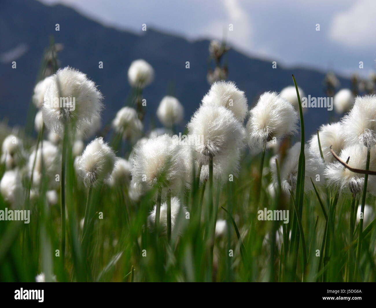 the fresh wind Stock Photo - Alamy