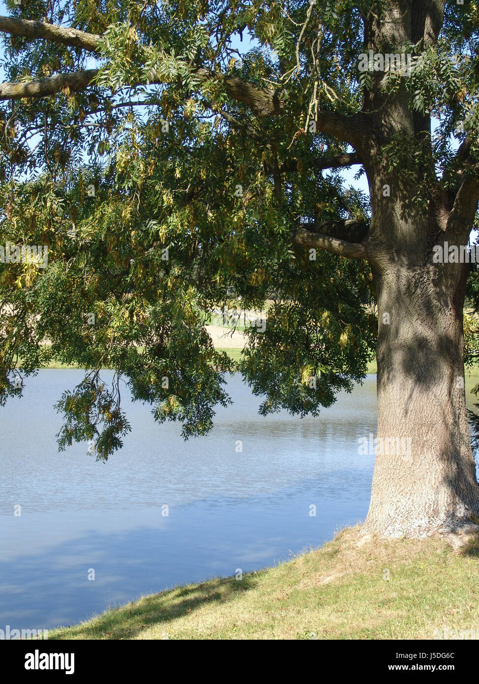 Ste ash hi-res stock photography and images - Alamy