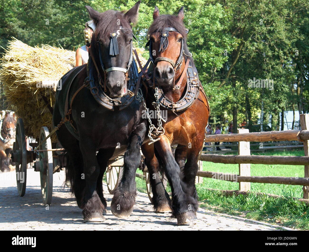 bucolic horse agriculture farming grain horses harness fence halter ...