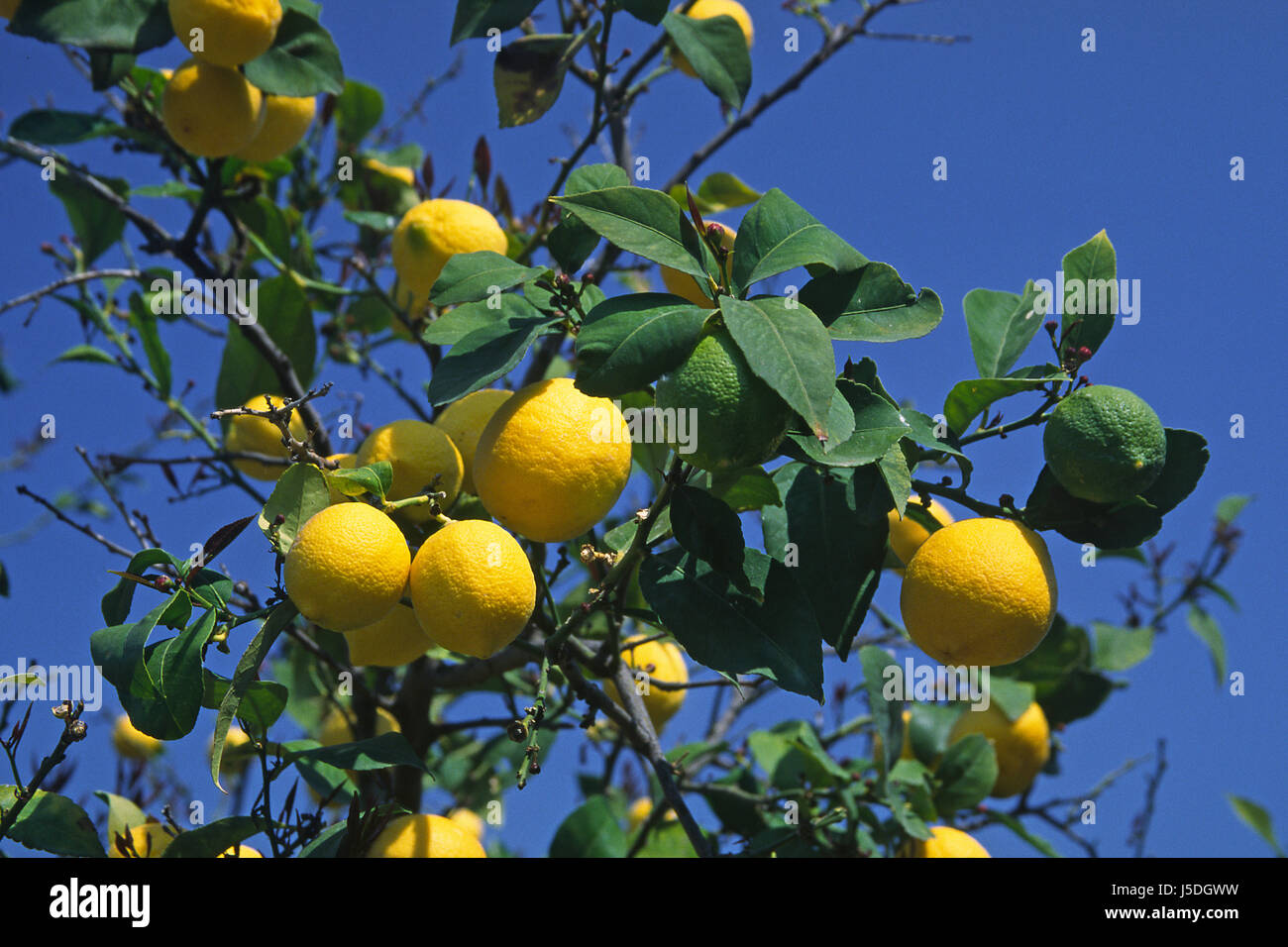 tree trees plant citron tree lemon citron italy ligurien diano castello ...