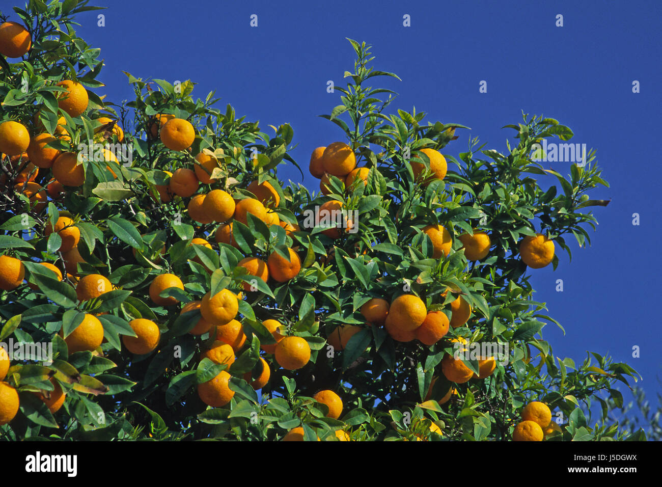 tree trees plant oranges orange-tree italy ligurien diano castello tree ...