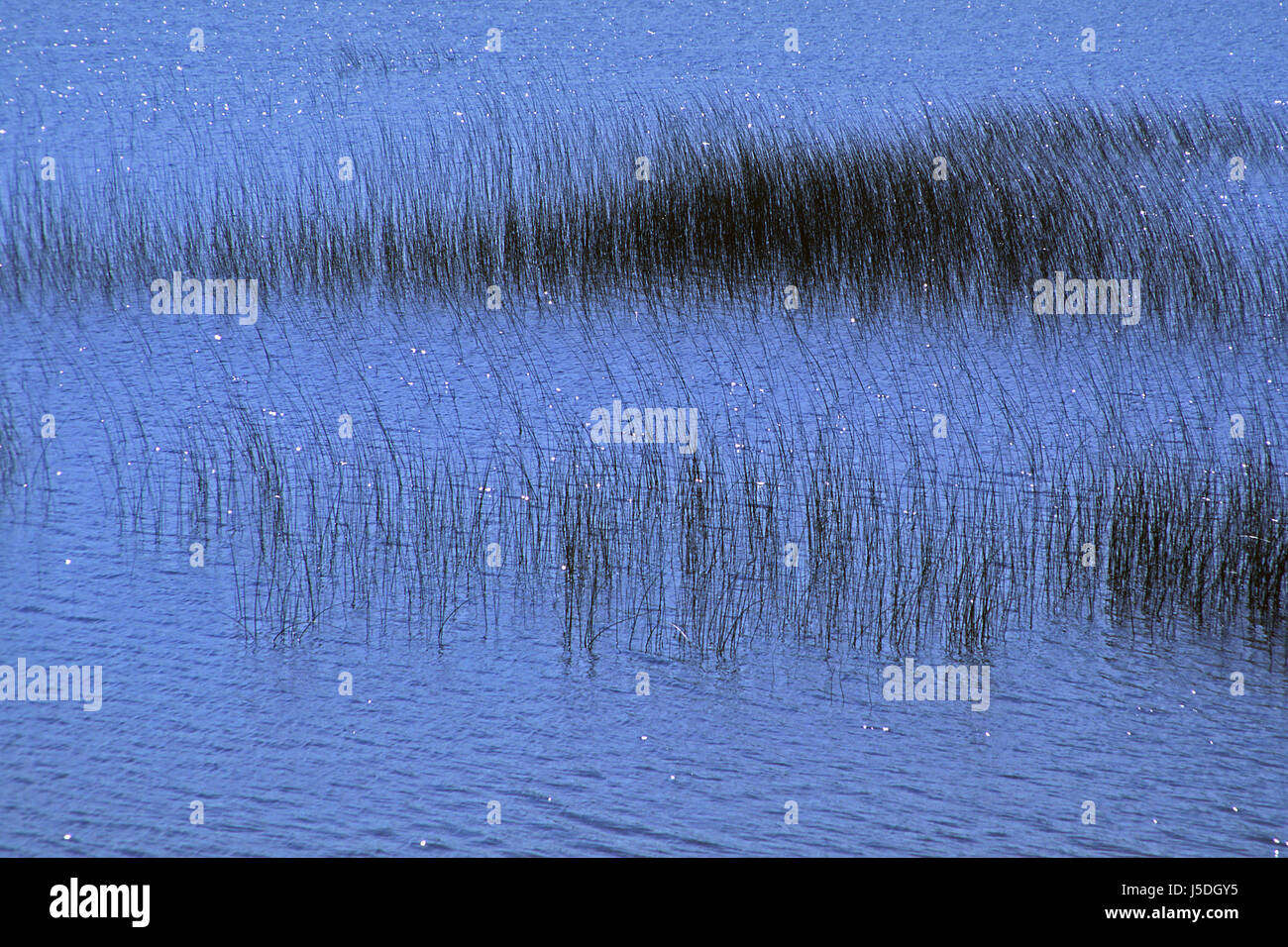 plant swamp grasses fen scotland scenery countryside nature water ...