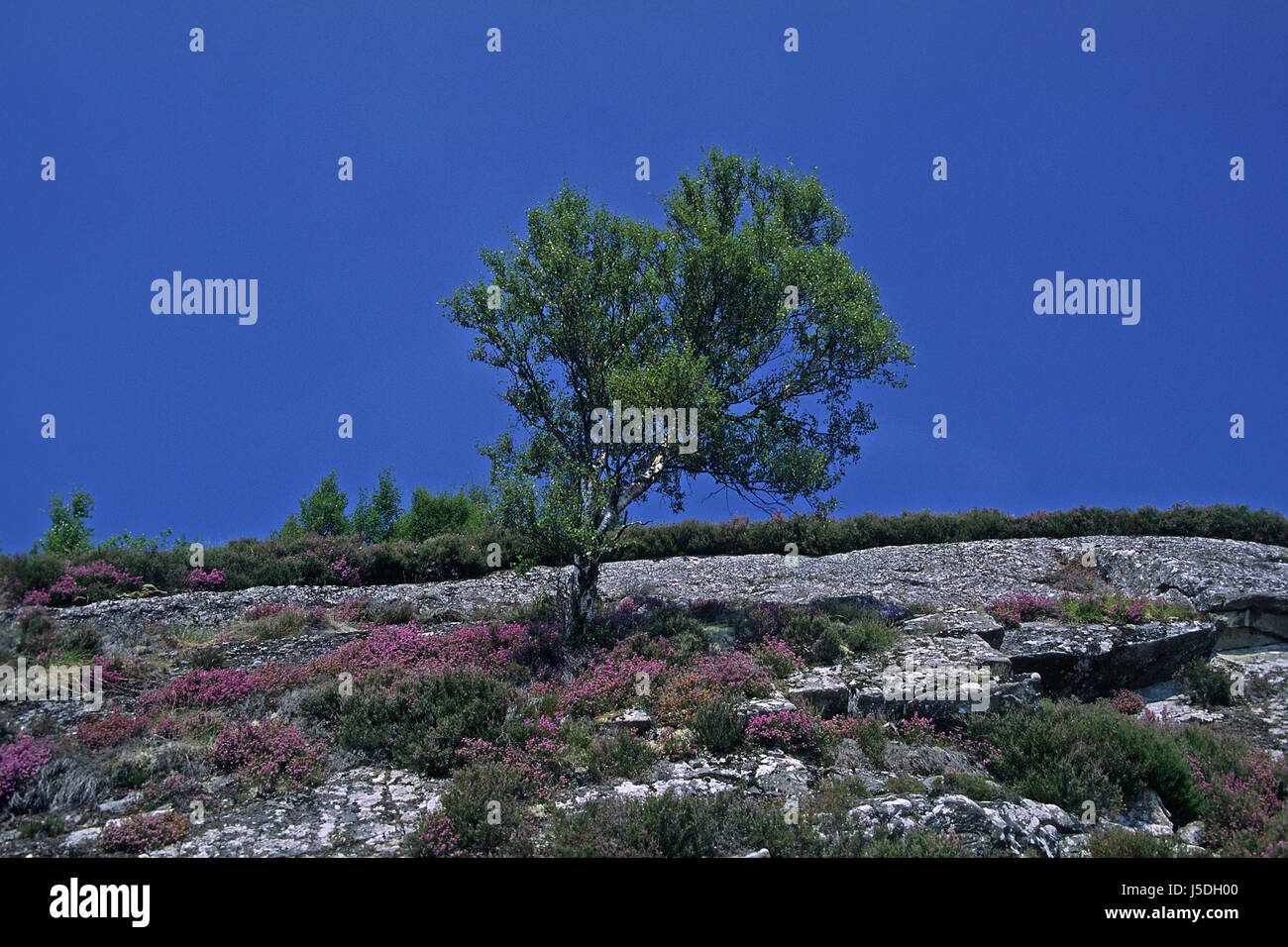Heath landscapes hi-res stock photography and images - Alamy