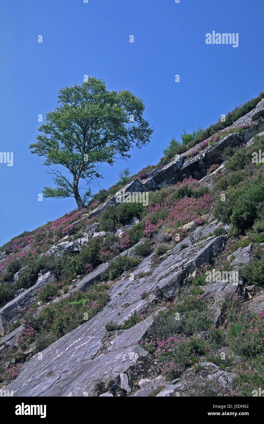 Heath landscapes hi-res stock photography and images - Alamy