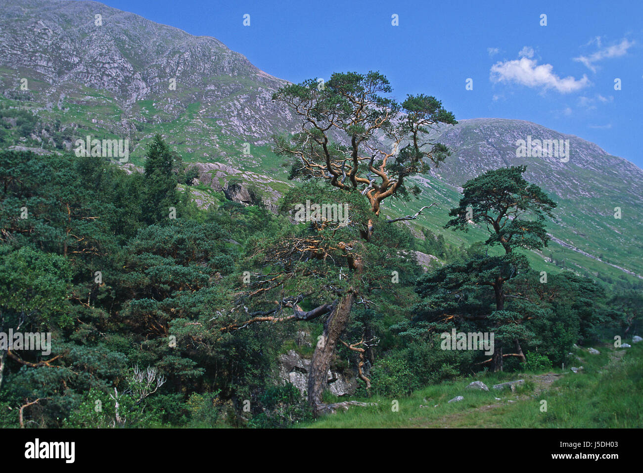 tree trees mountains scotland landscape scenery countryside nature ...