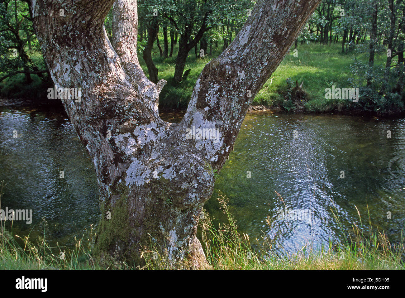 tree trees scotland landscape scenery countryside nature river water ...