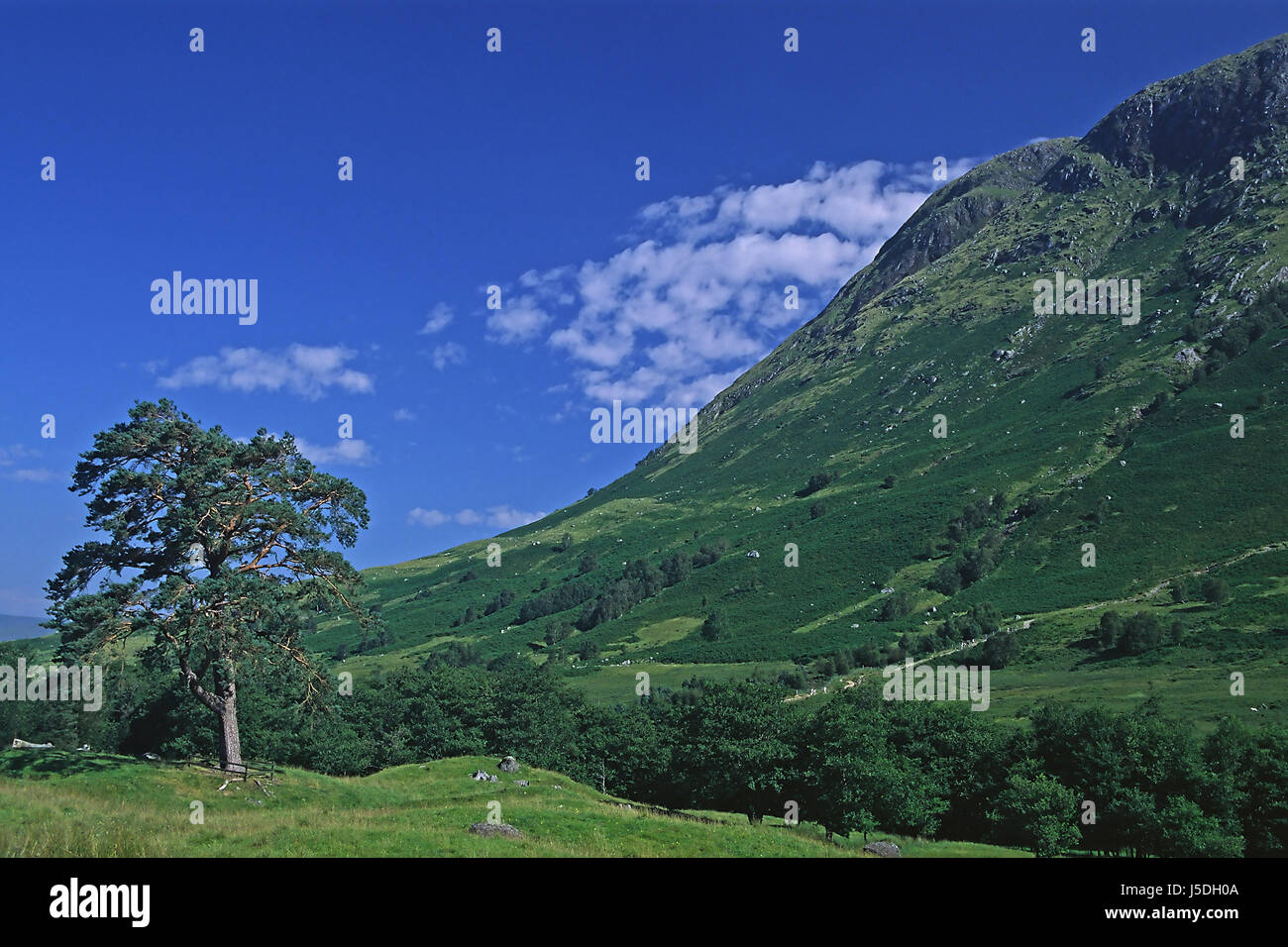 tree trees scotland landscape scenery countryside nature mountain ...