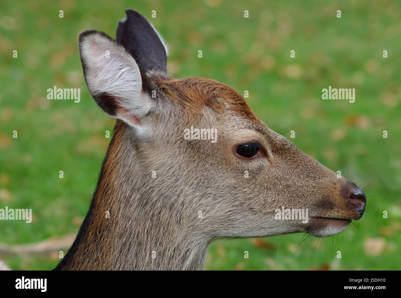 park wild ruminant stags venison meadow forest hart stag meat skiawild ...