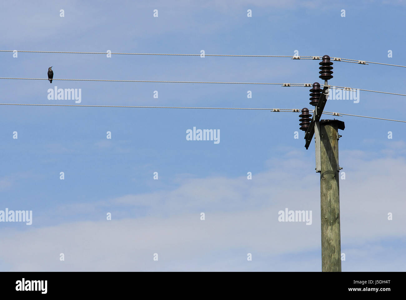 on the wire Stock Photo - Alamy