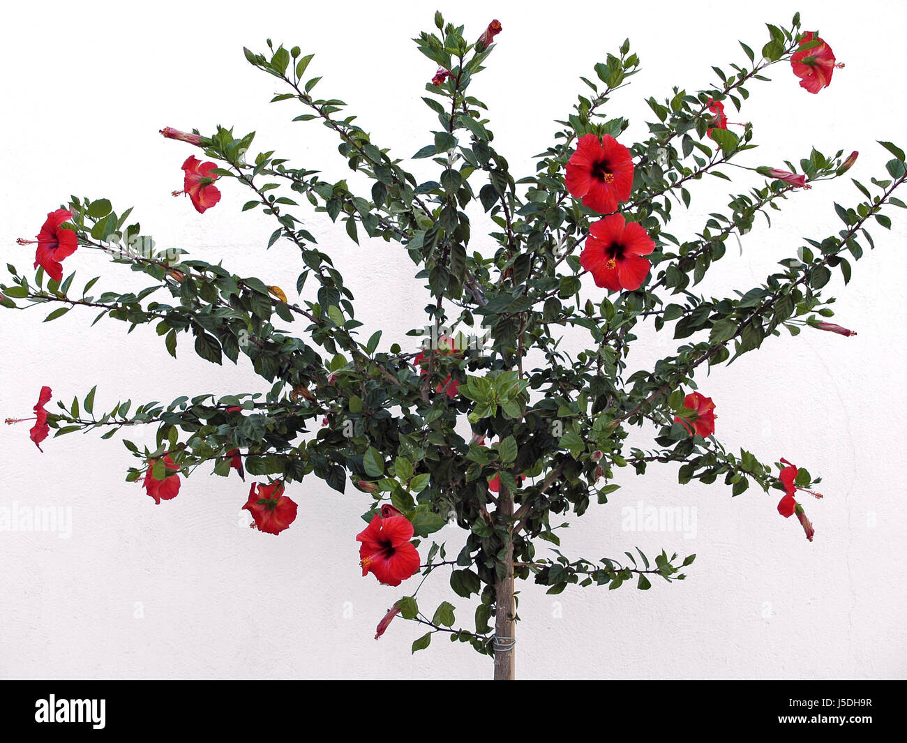 small hibiscus trees Stock Photo - Alamy