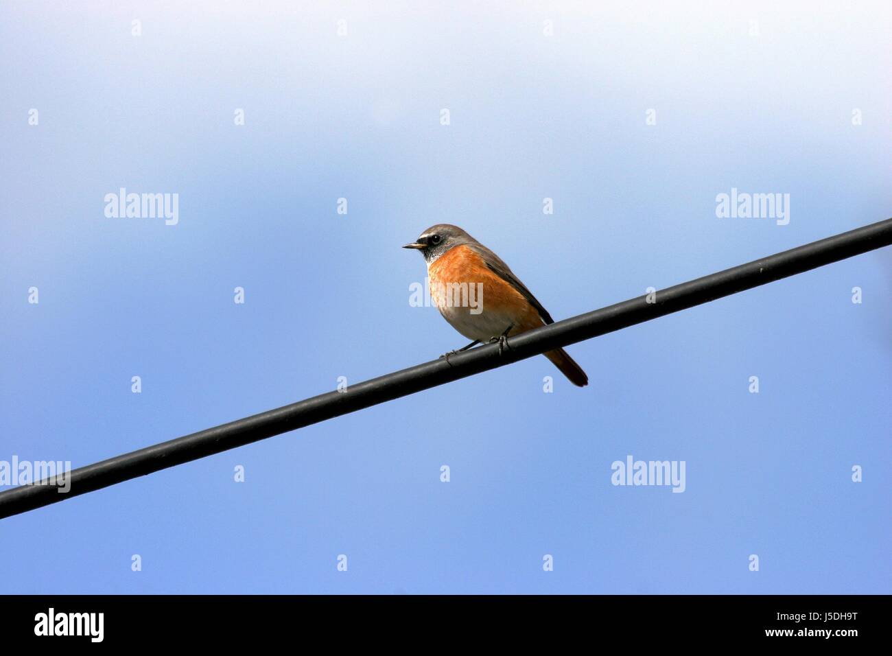 bird on a wire Stock Photo - Alamy