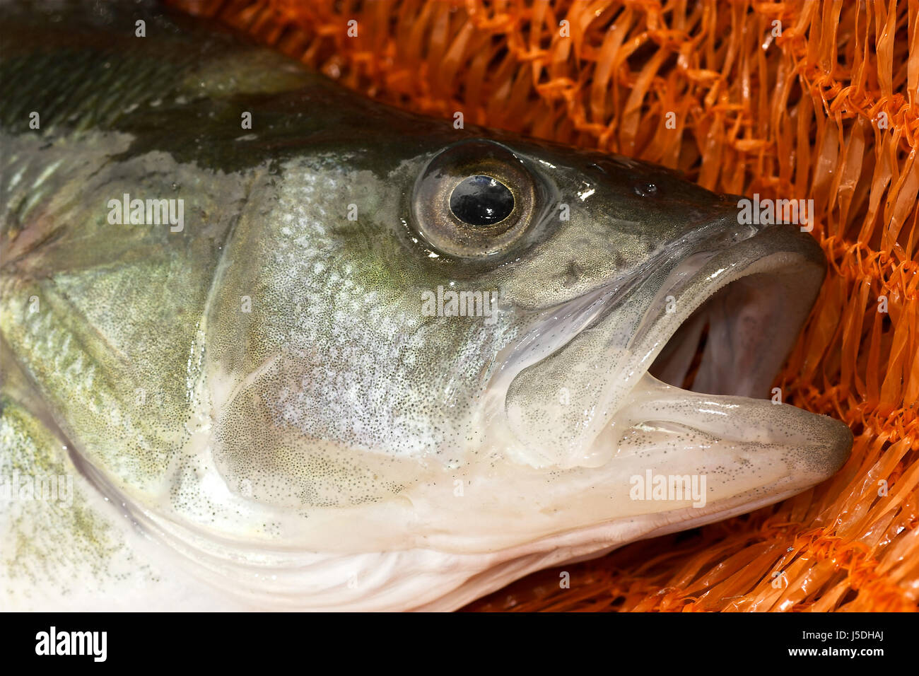 Choked fish hi-res stock photography and images - Alamy
