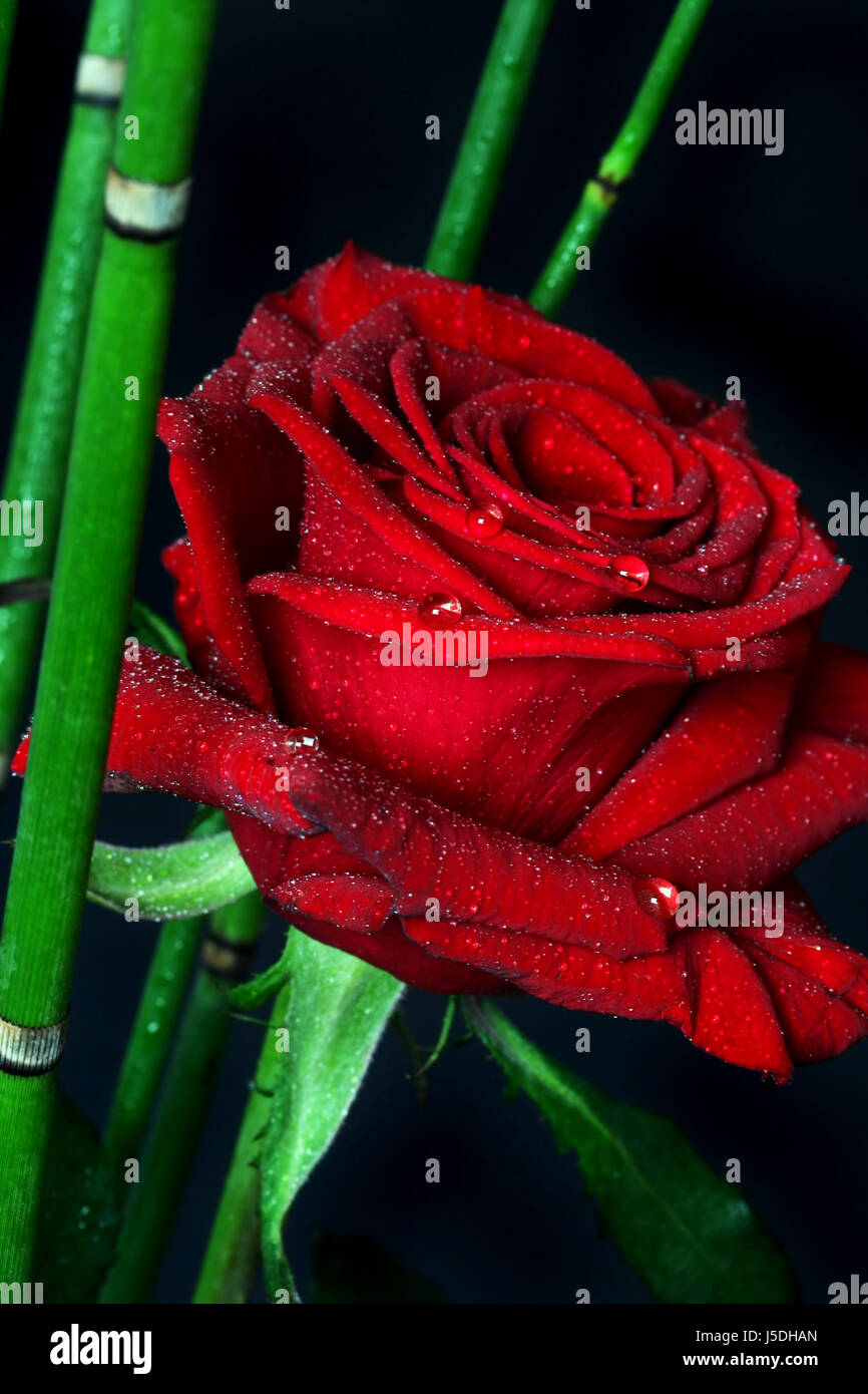 red rose arrangement Stock Photo - Alamy