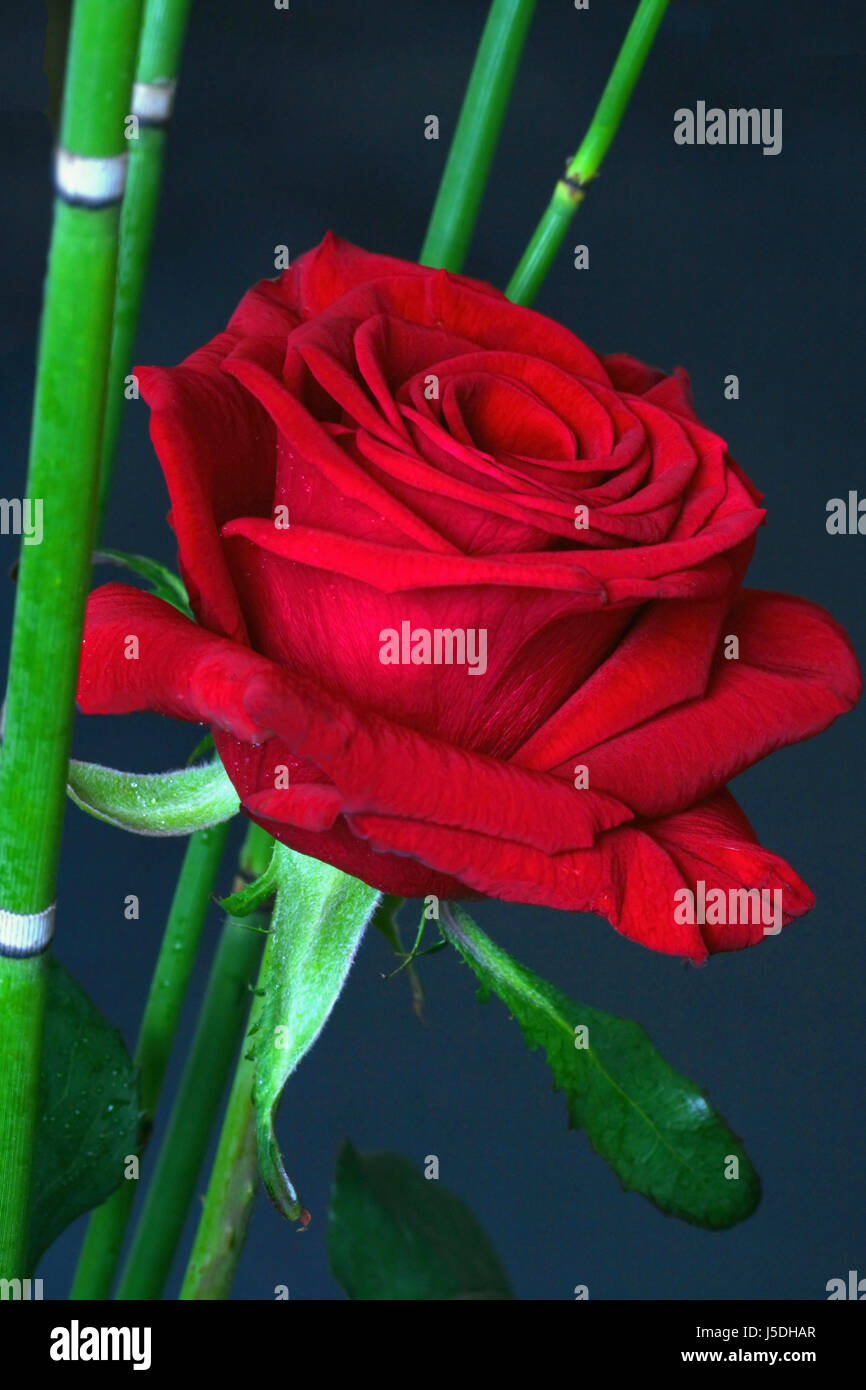 red rose arrangement ii Stock Photo - Alamy