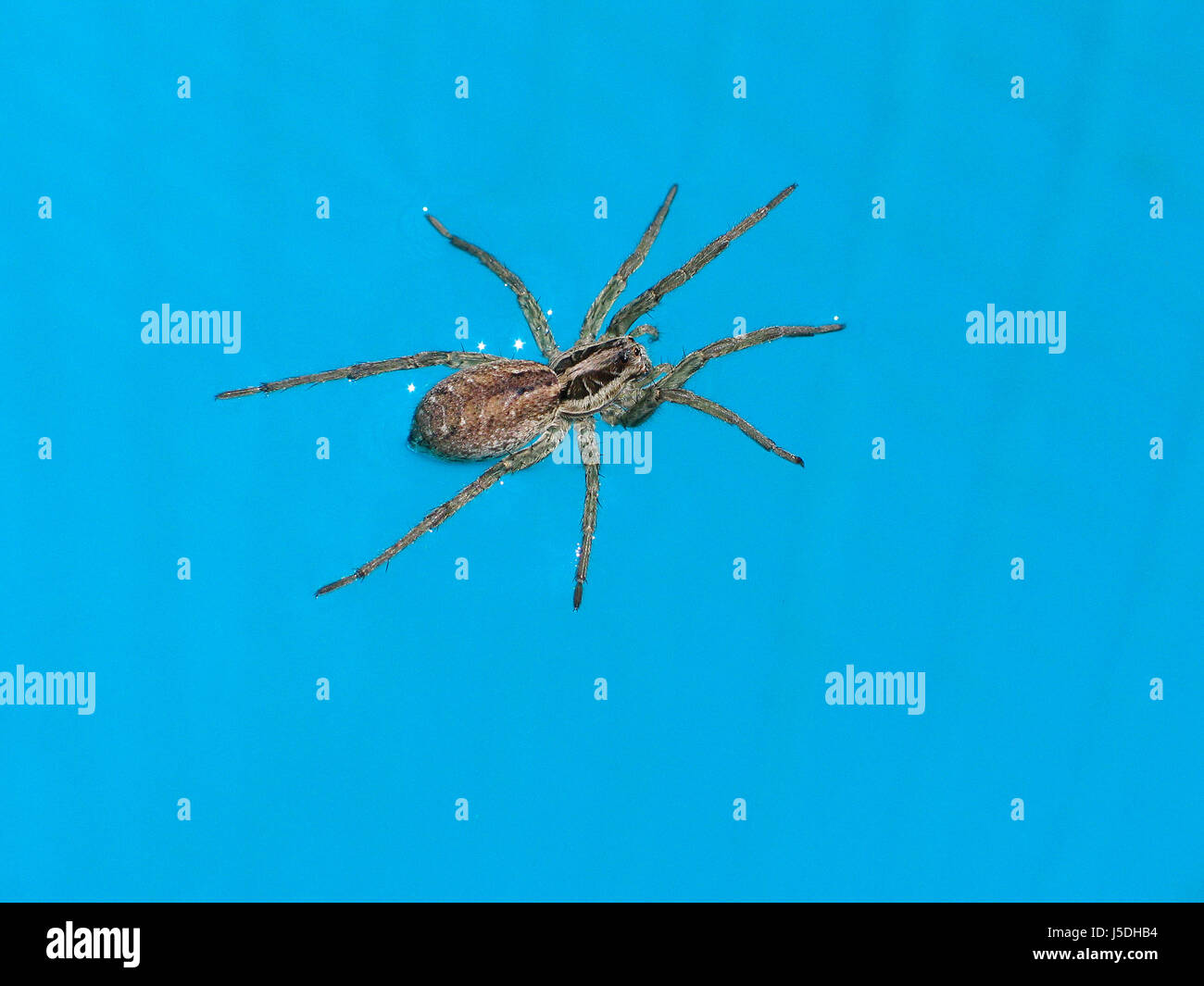 Wolfsspinne hi-res stock photography and images - Alamy