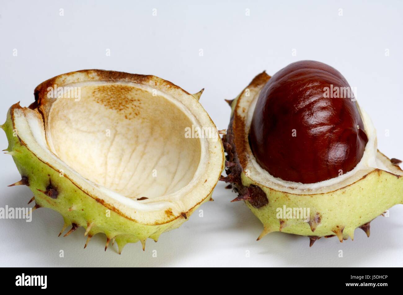 chestnut - 1 Stock Photo - Alamy
