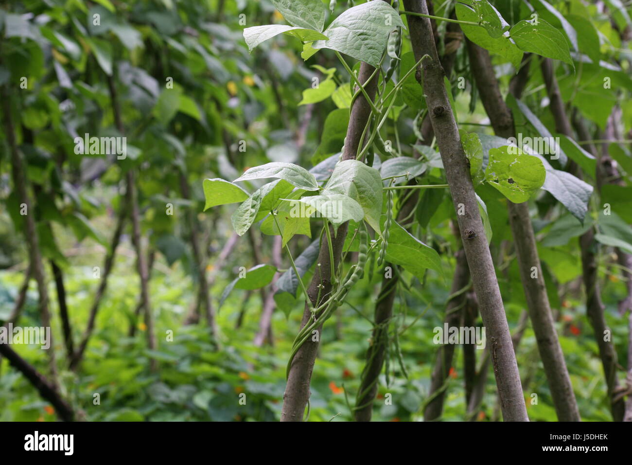 Keniabohnen hi-res stock photography and images - Alamy