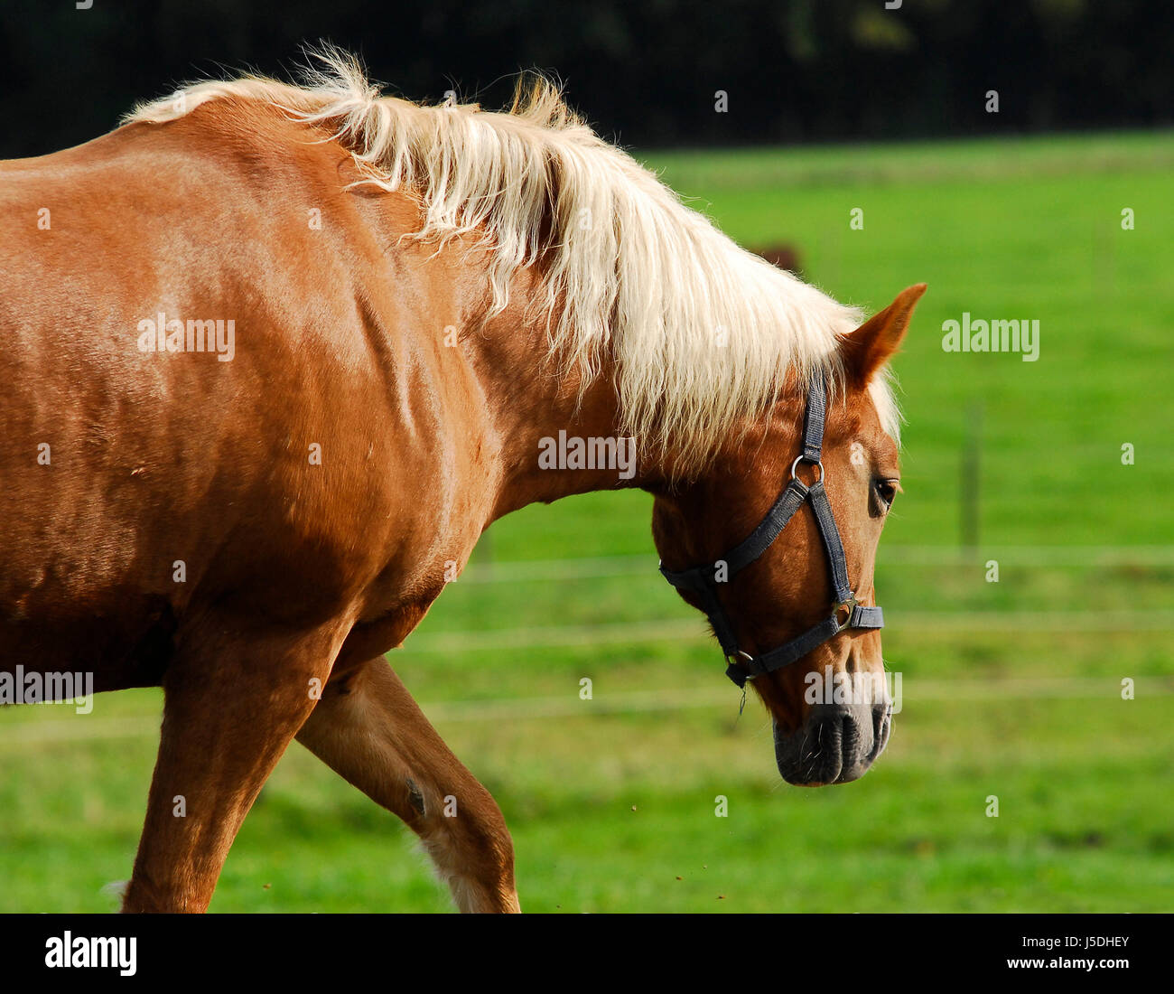 Trap paddock hi-res stock photography and images - Alamy