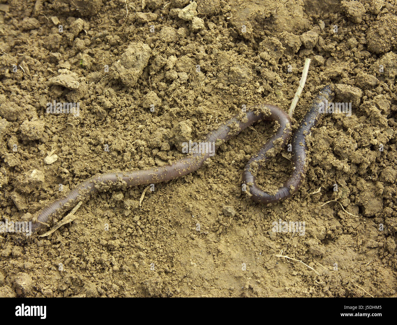 Long earthworm hi-res stock photography and images - Alamy