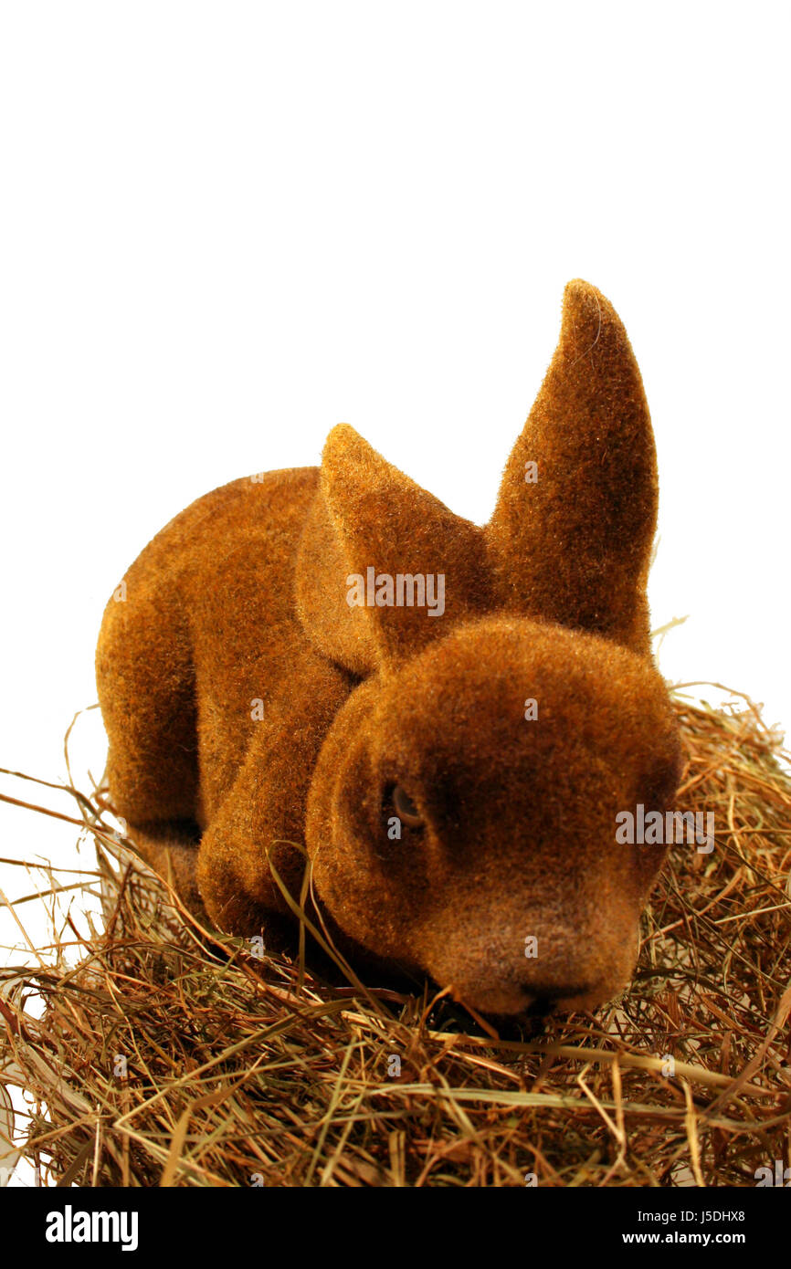 rabbit in hay Stock Photo - Alamy