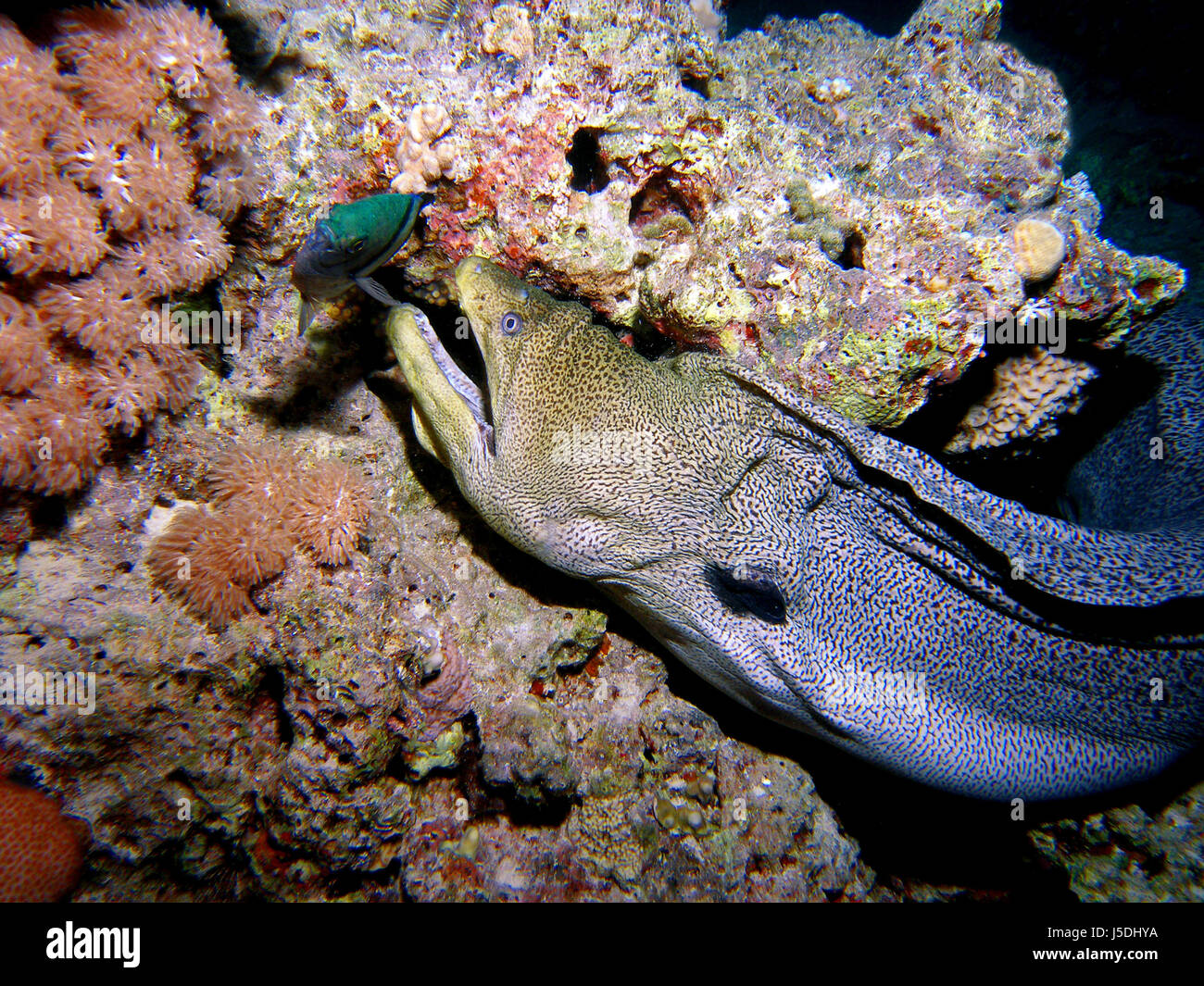teeth night nighttime night photograph hunter fish underwater hunt ...