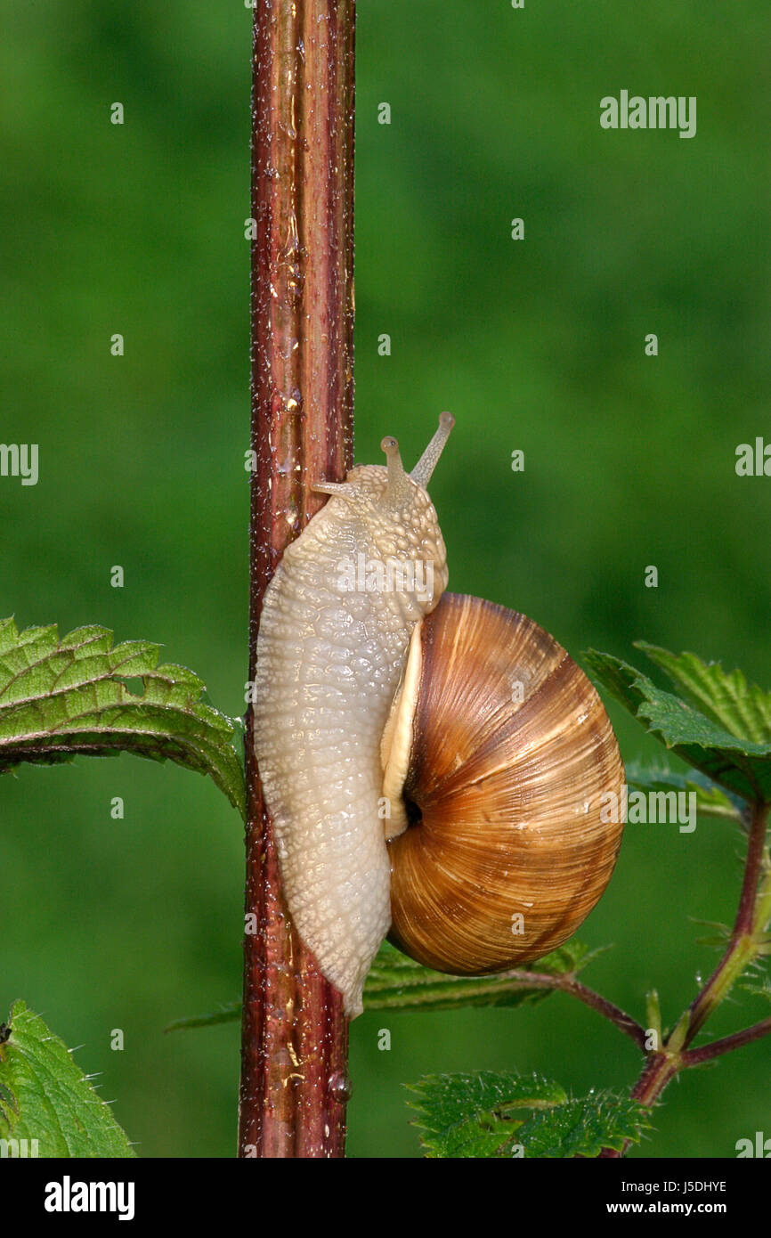 house building eyes mucous edible snail snail shell rise climb climbing ...