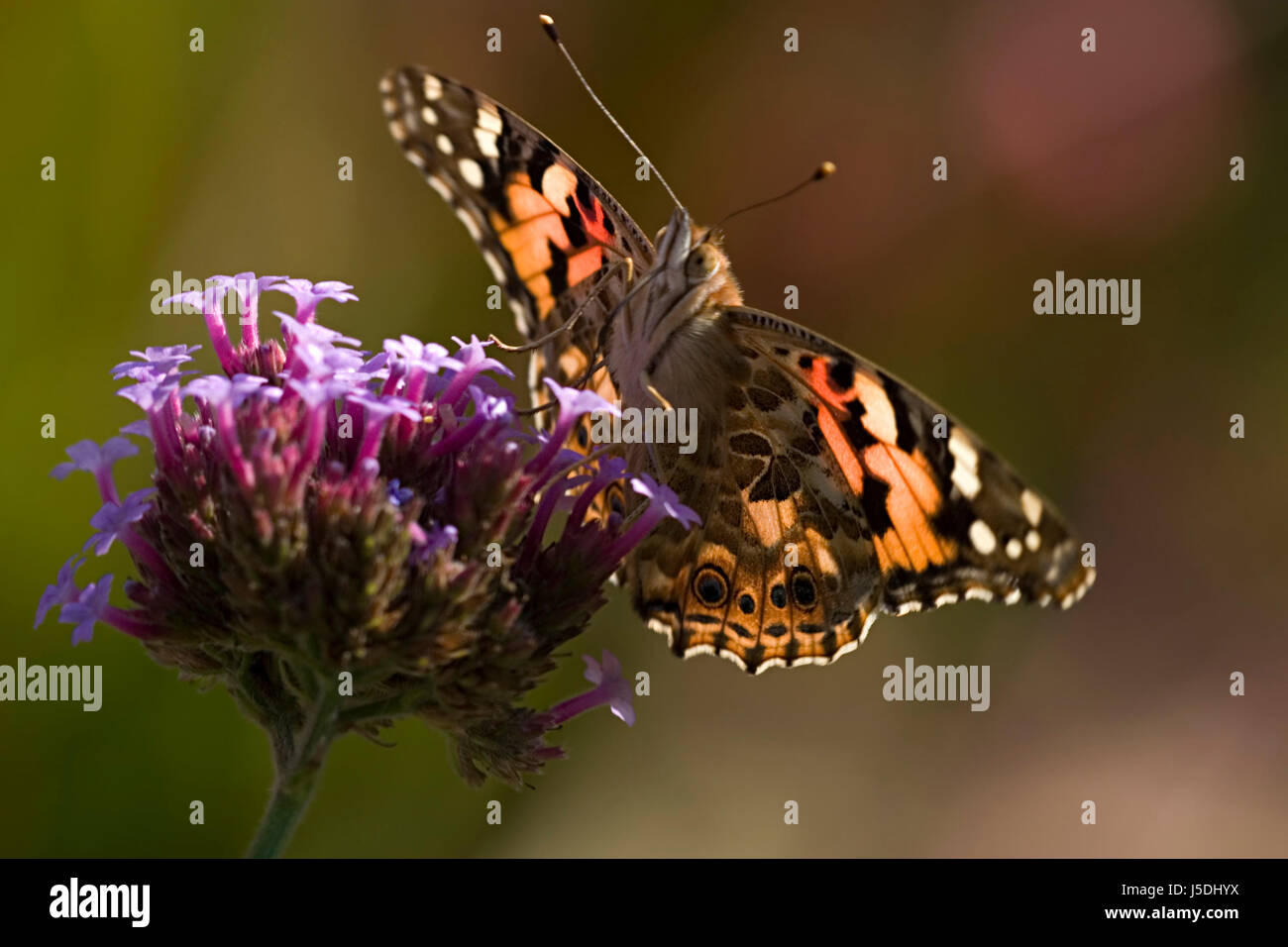 garden flies insects butterfly animals coloured colourful gorgeous ...