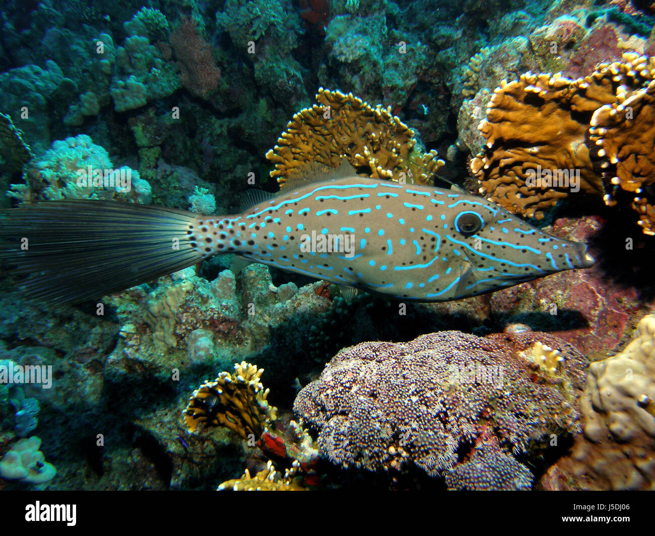 Harsh fish underwater fish pisces hi-res stock photography and images ...