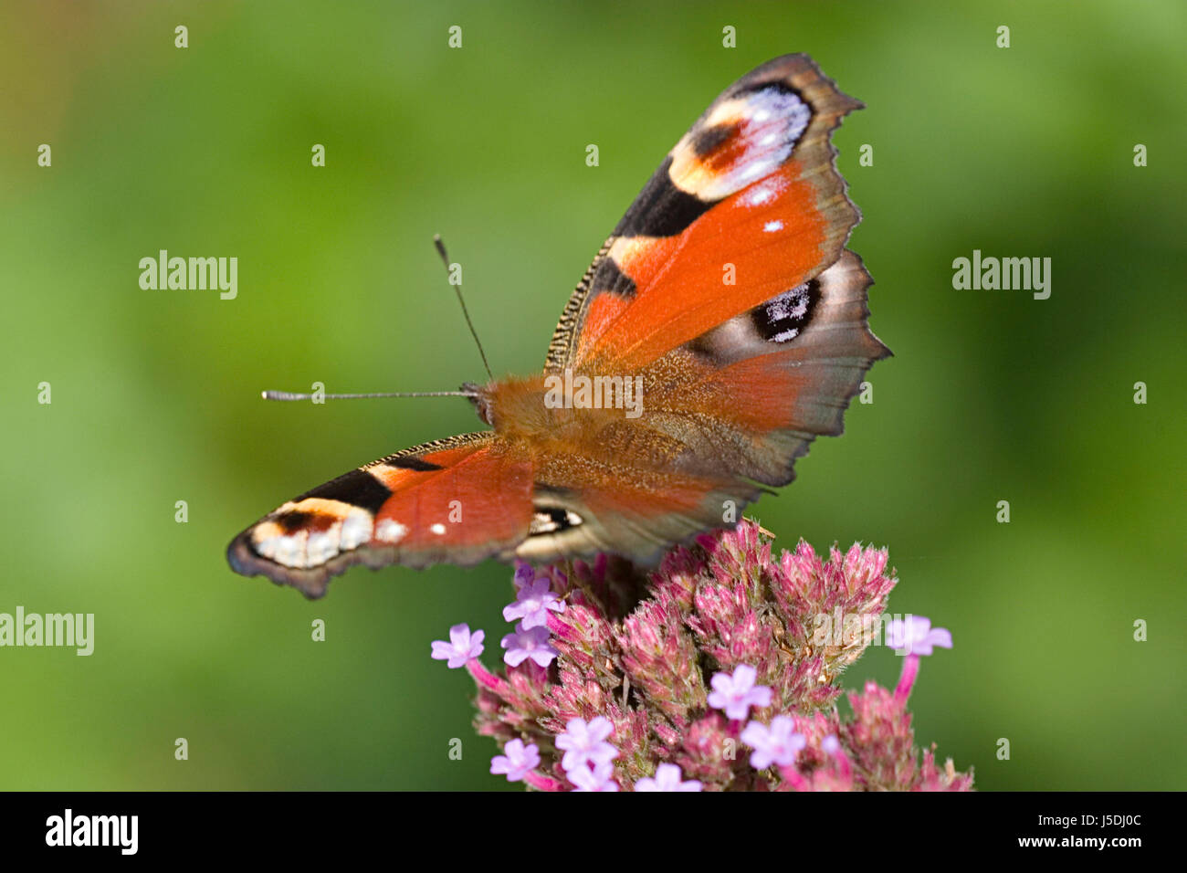 Animals Bleed High Resolution Stock Photography and Images - Alamy