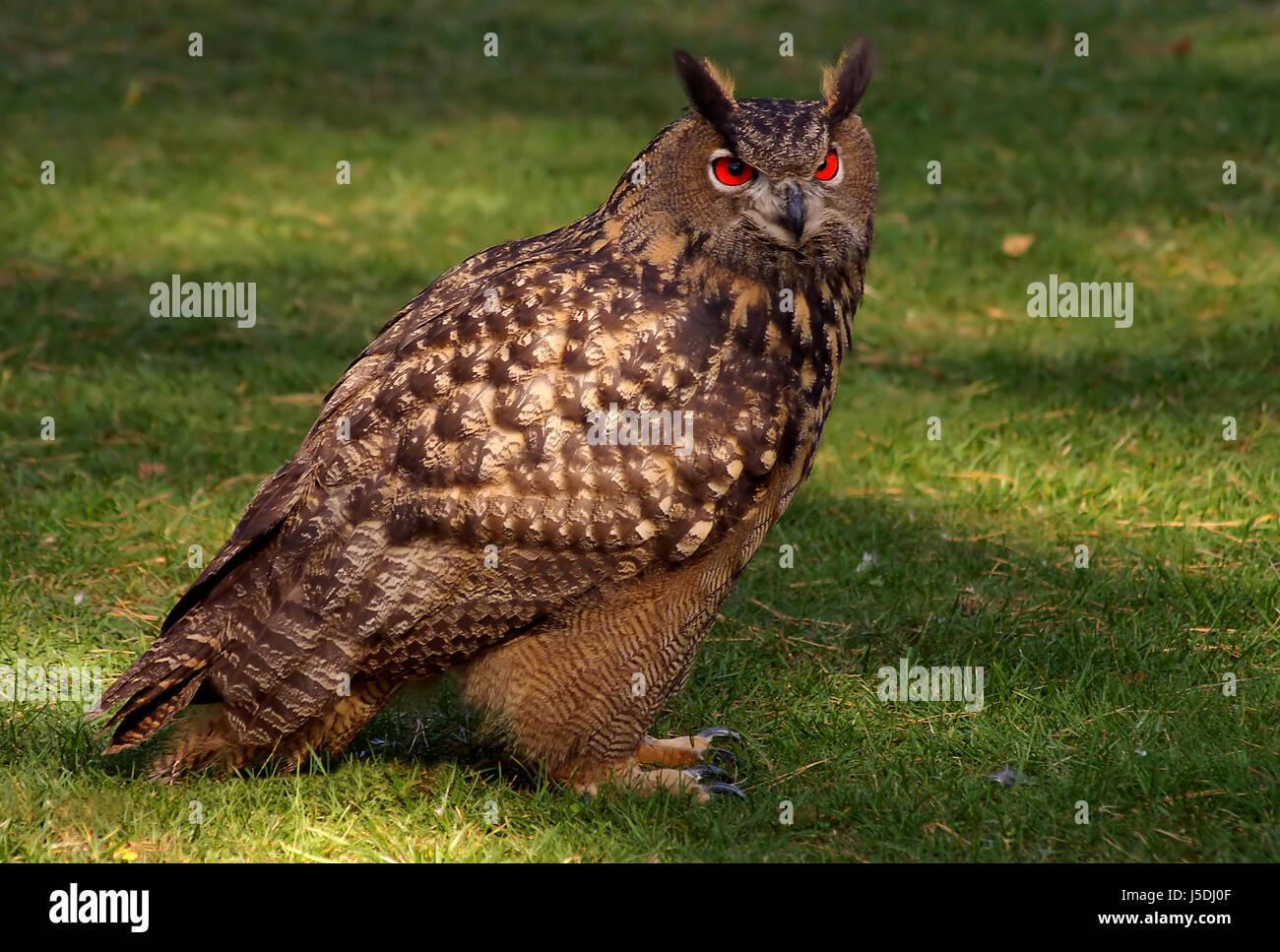 flight bird birds eyes look glancing see view looking peeking looking ...