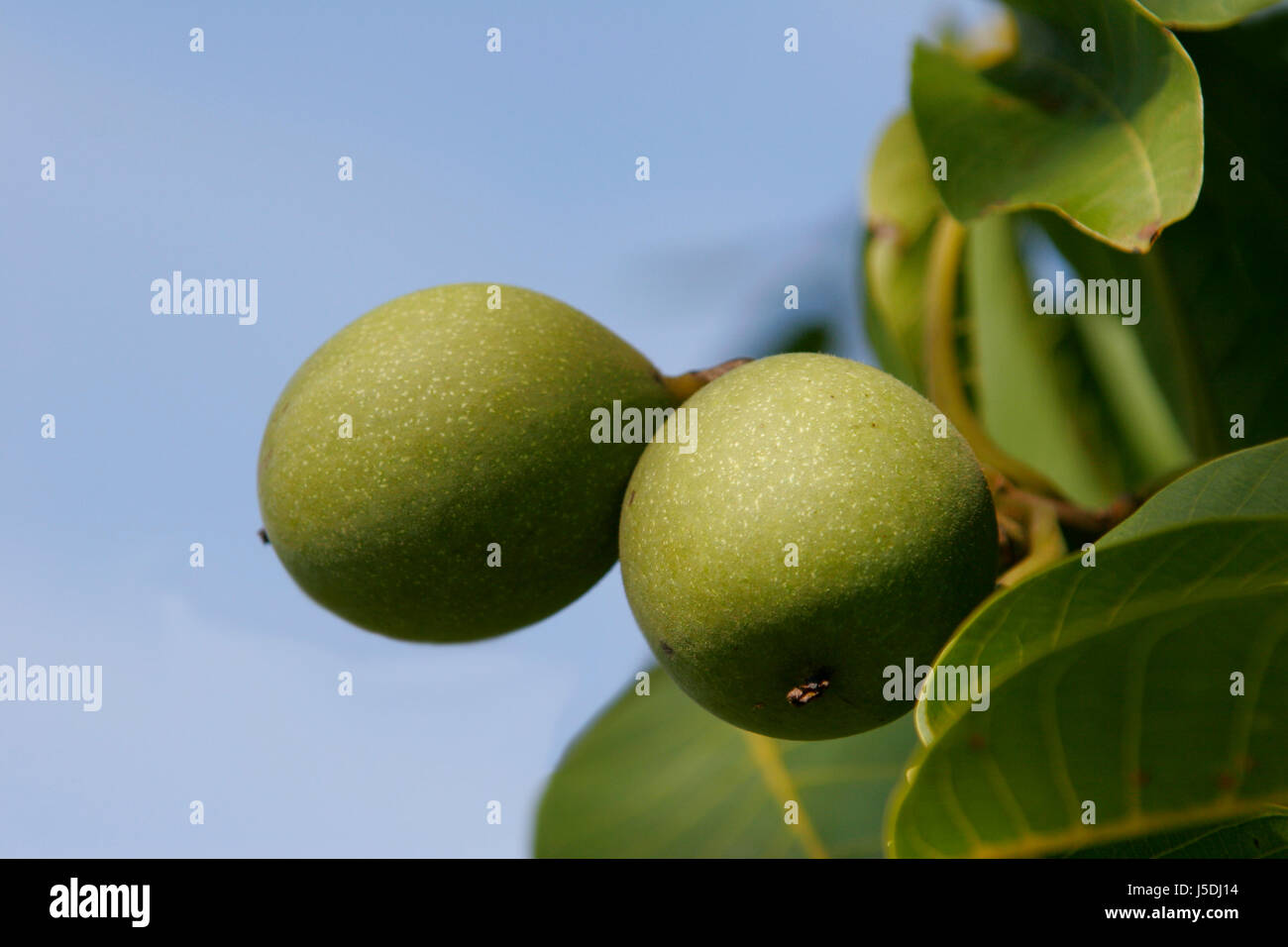 Gellee hi-res stock photography and images - Alamy