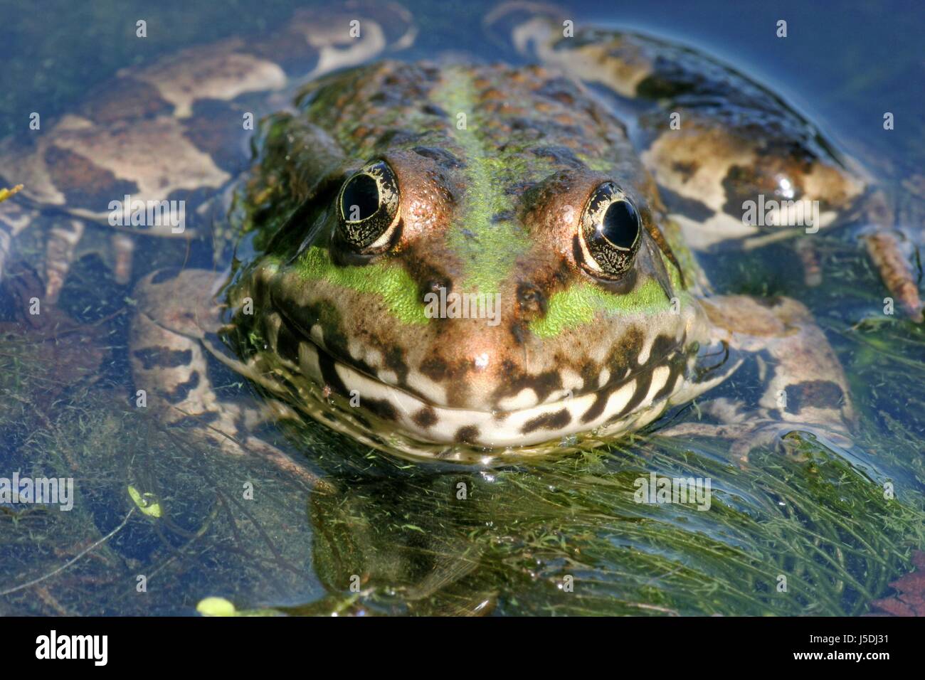 eyes look glancing see view looking peeking looking at frog fresh water ...