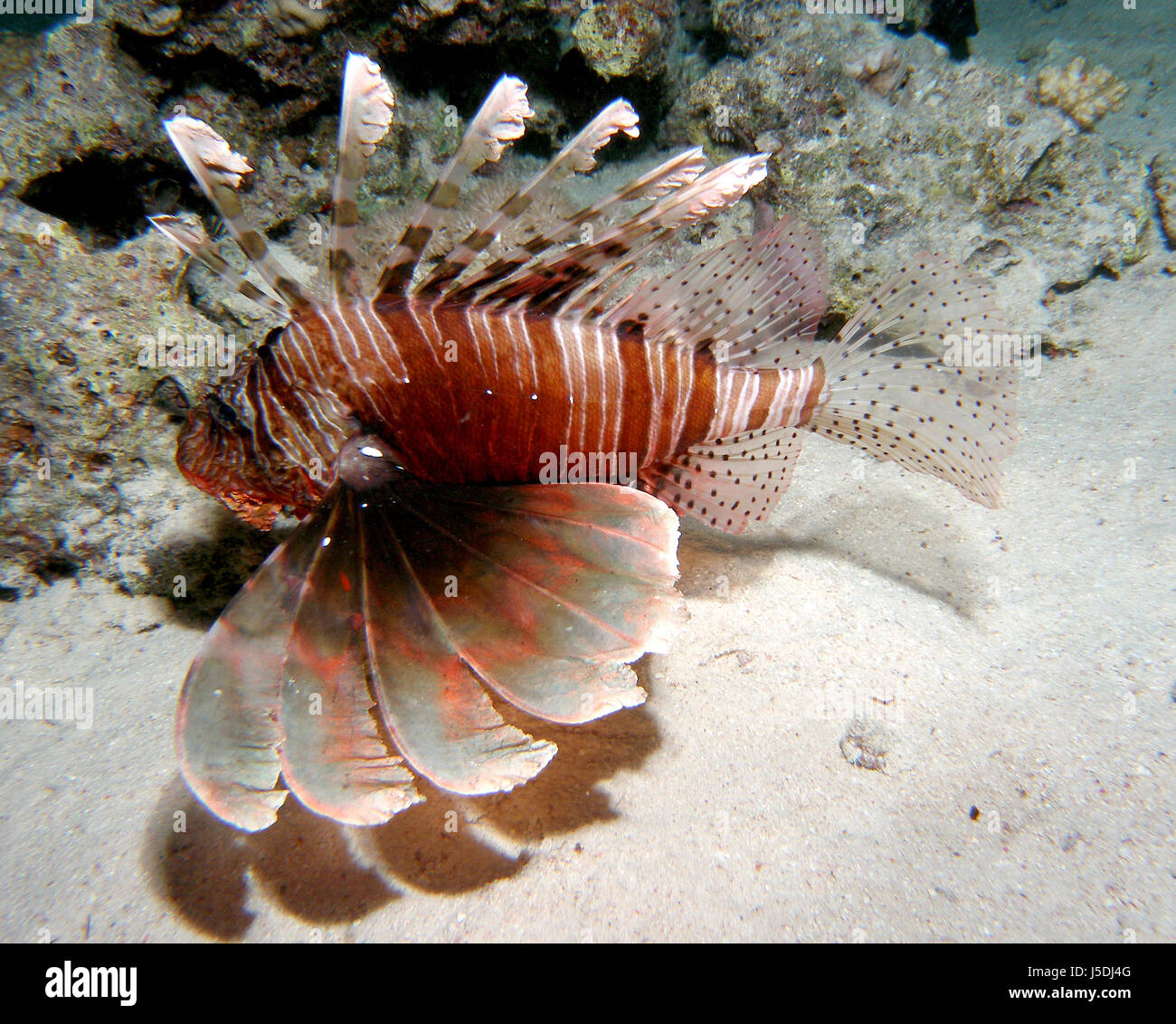 zebra - fire fish Stock Photo - Alamy