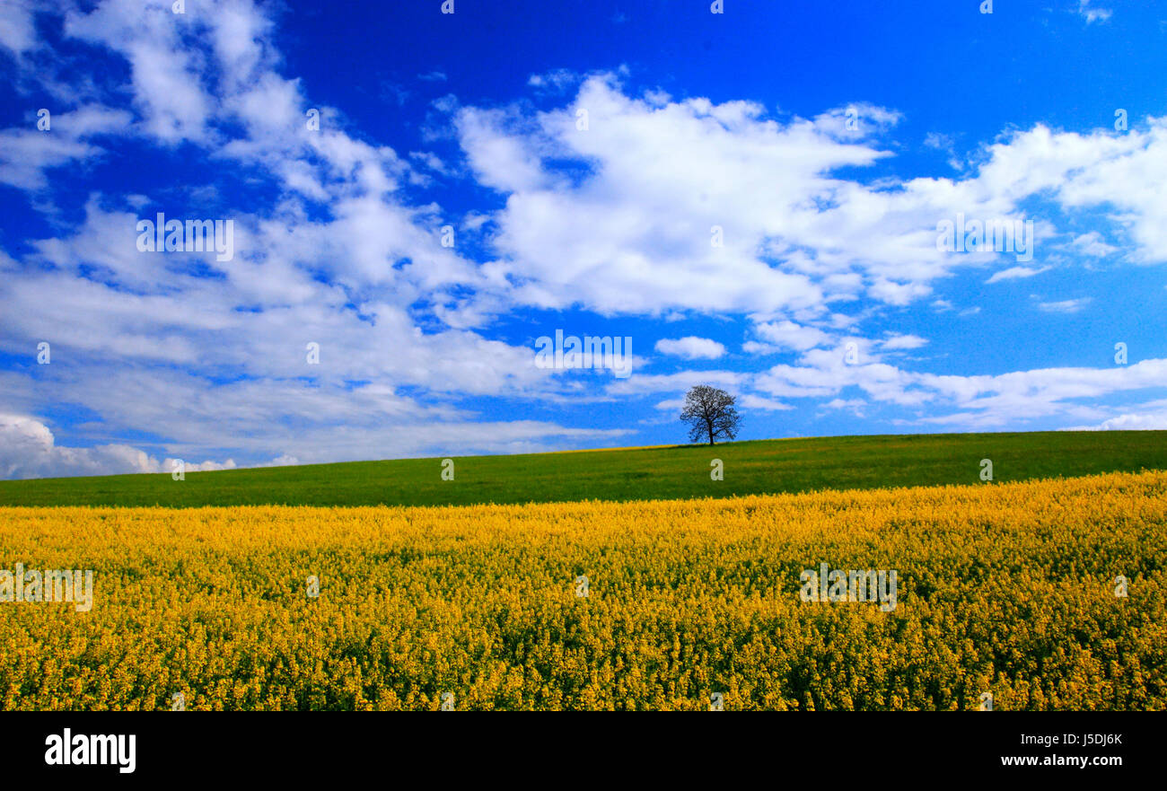 the lonely tree Stock Photo - Alamy