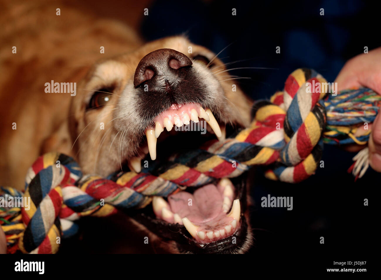 sport sports game tournament play playing plays played teeth look ...
