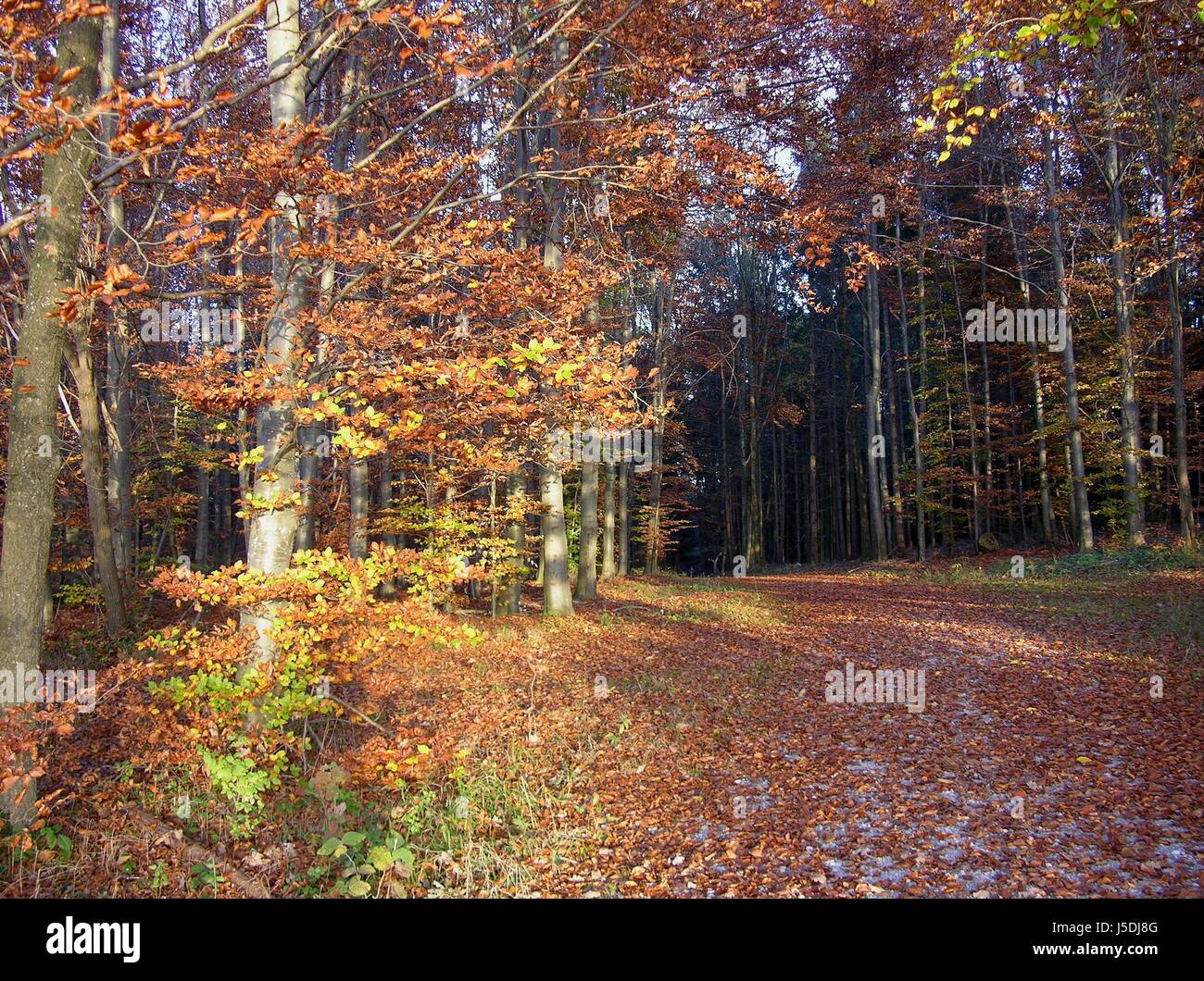 book tree trees leaves deciduous trees branches conifers path way ...