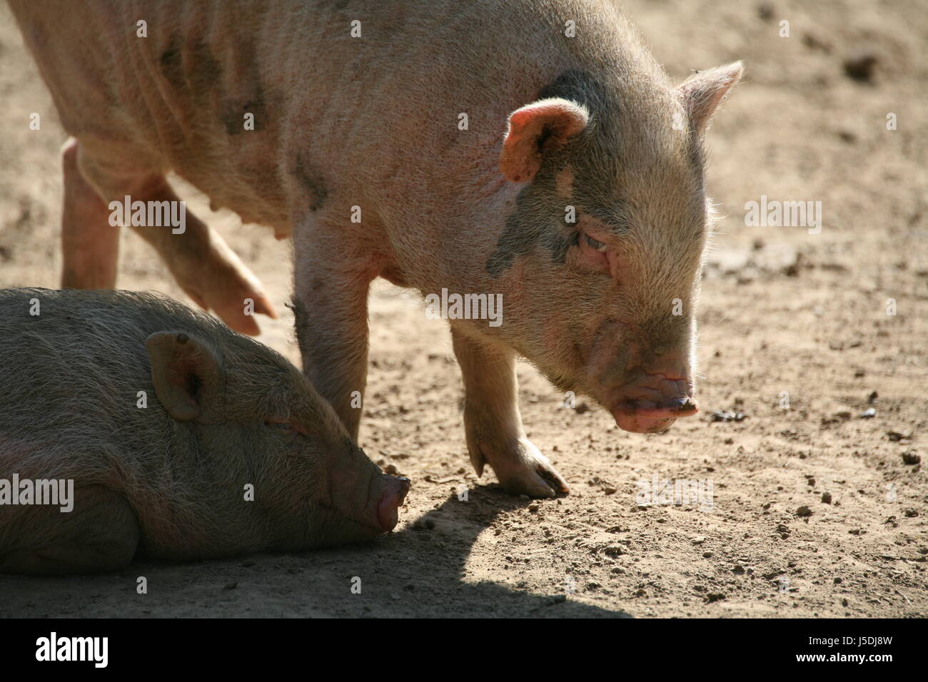 dirt mud dirty farm animal bristles mud bath bristly clay dig domestic ...